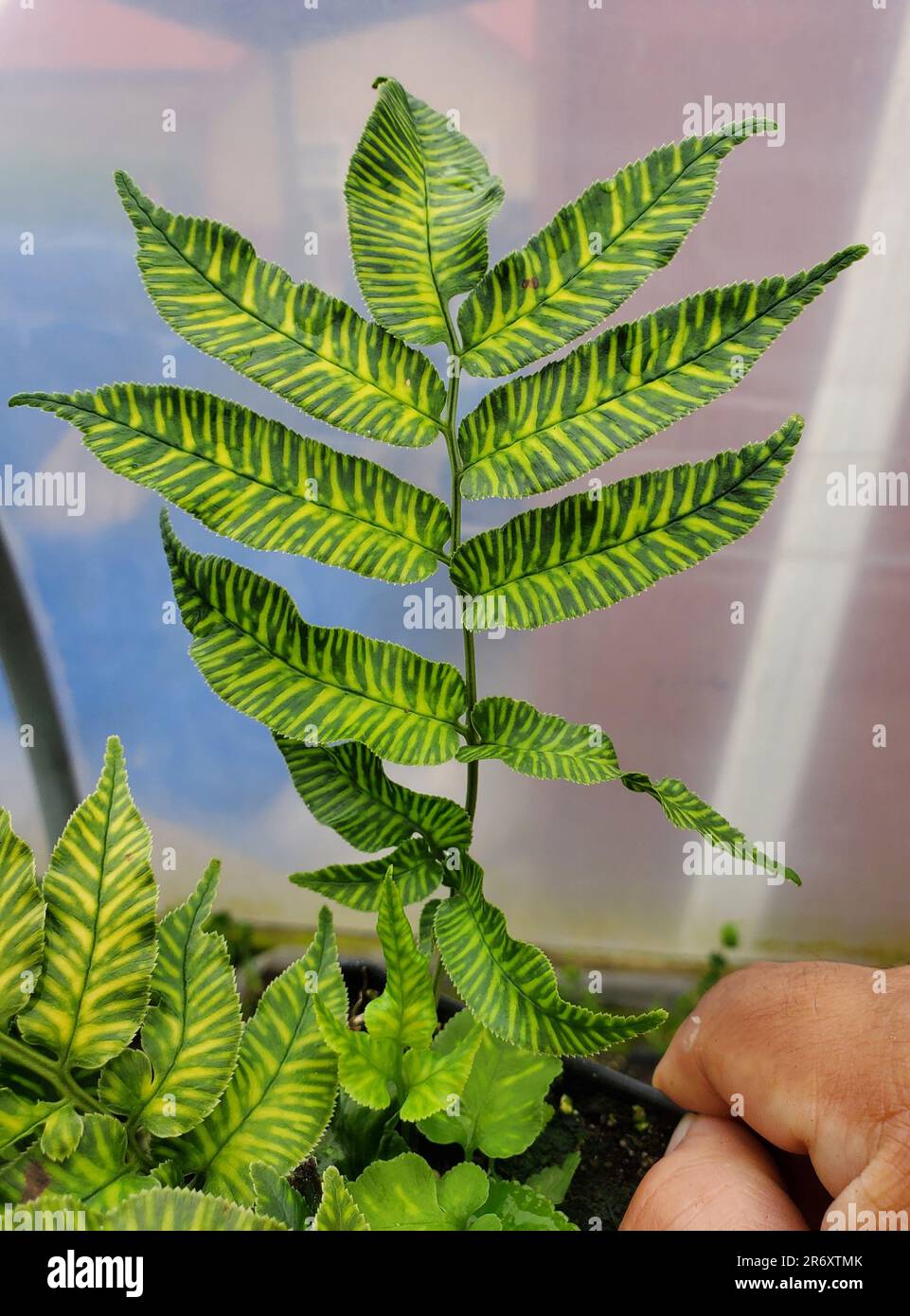 Popular ferns hi-res stock photography and images - Alamy