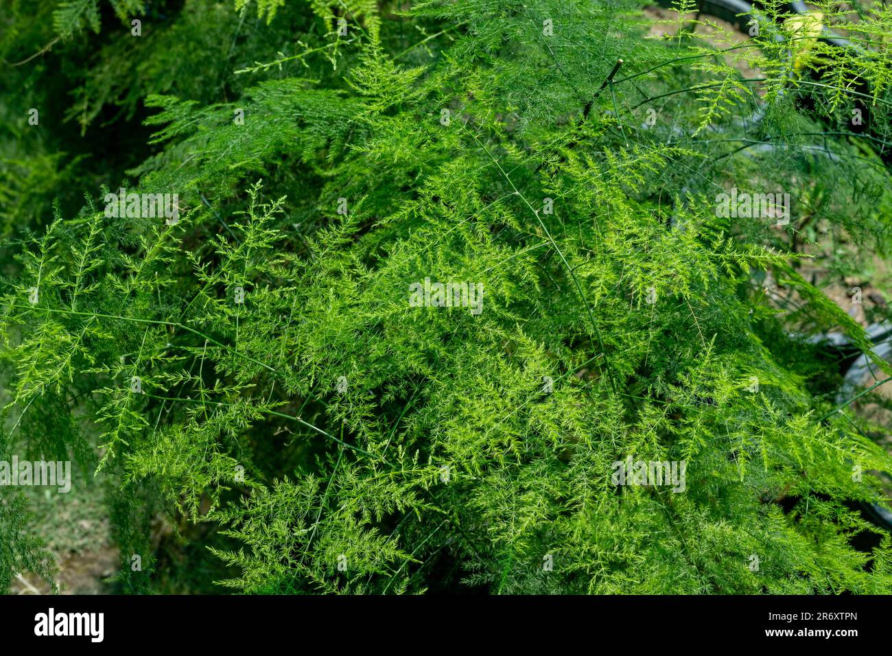 Protasparagus plumosus hi-res stock photography and images - Alamy