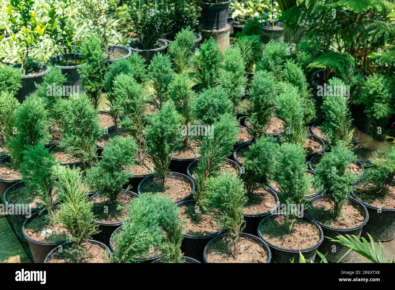 Green juniper bushes in pots at plant nursery for sale Stock Photo - Alamy