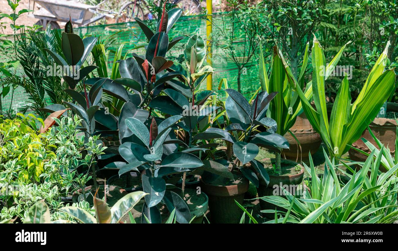 Ficus elastica burgundy rubber plants in nursery for sale Stock Photo ...