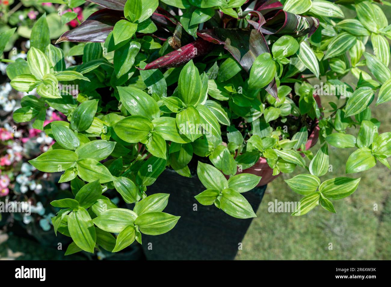 Variegated Wandering Jew plant closeup Stock Photo - Alamy