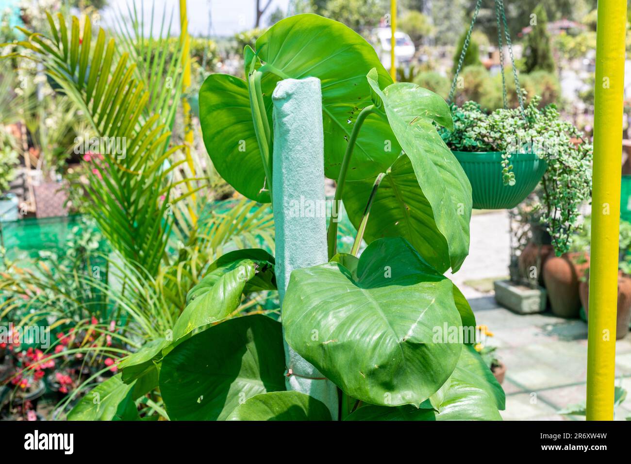 Money plant creeper hi-res stock photography and images - Alamy