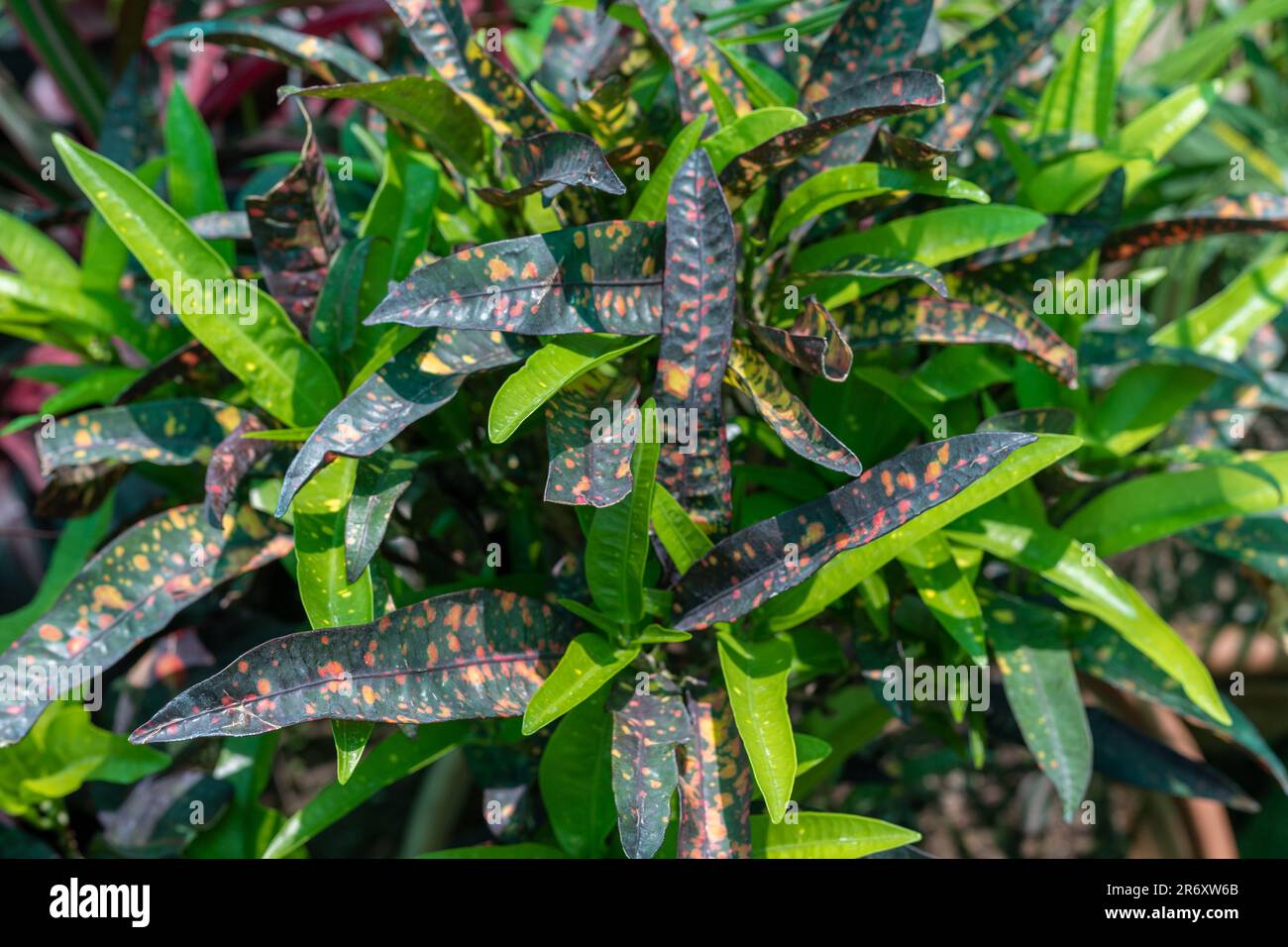 Colorful leaves of a croton plants in the garden Stock Photo - Alamy