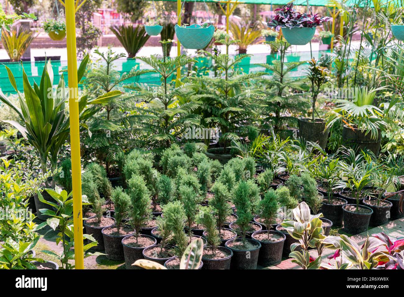 Green juniper small plants growing in nursery Stock Photo - Alamy