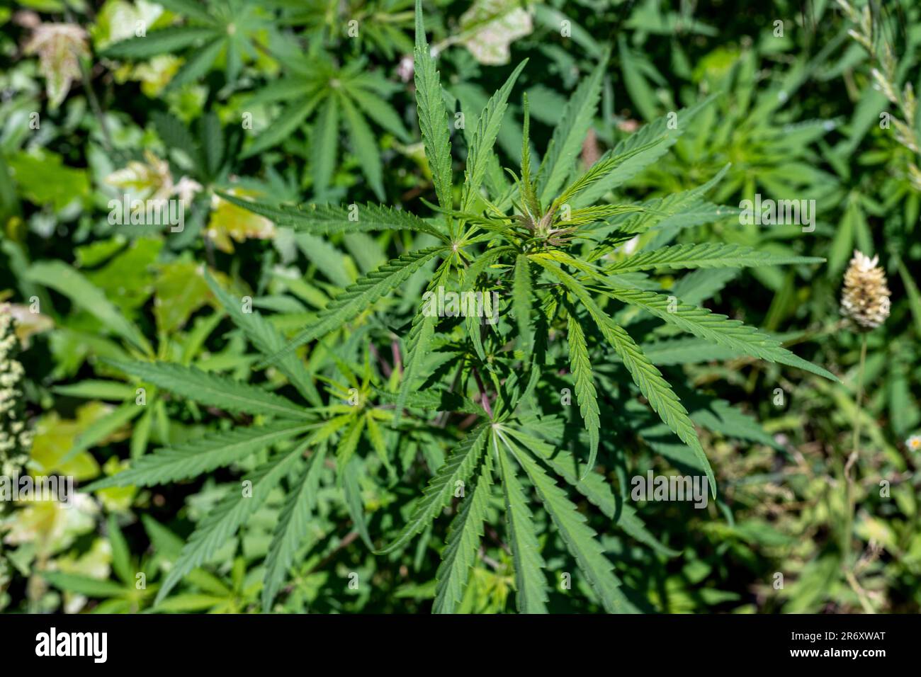Marijuana green leaves hi-res stock photography and images - Alamy