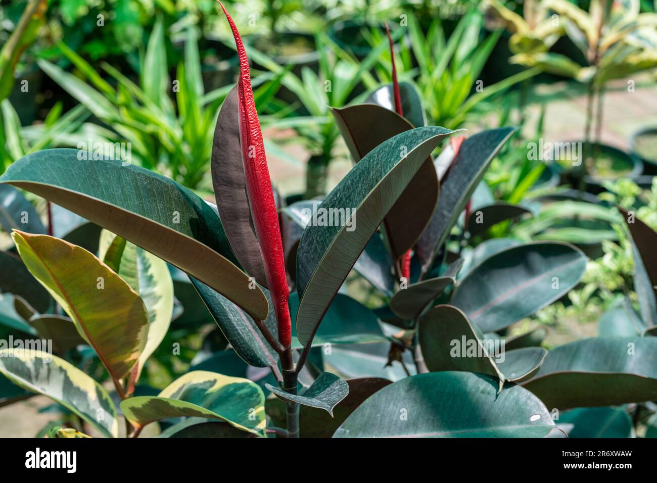 Elastic ficus hi-res stock photography and images - Alamy