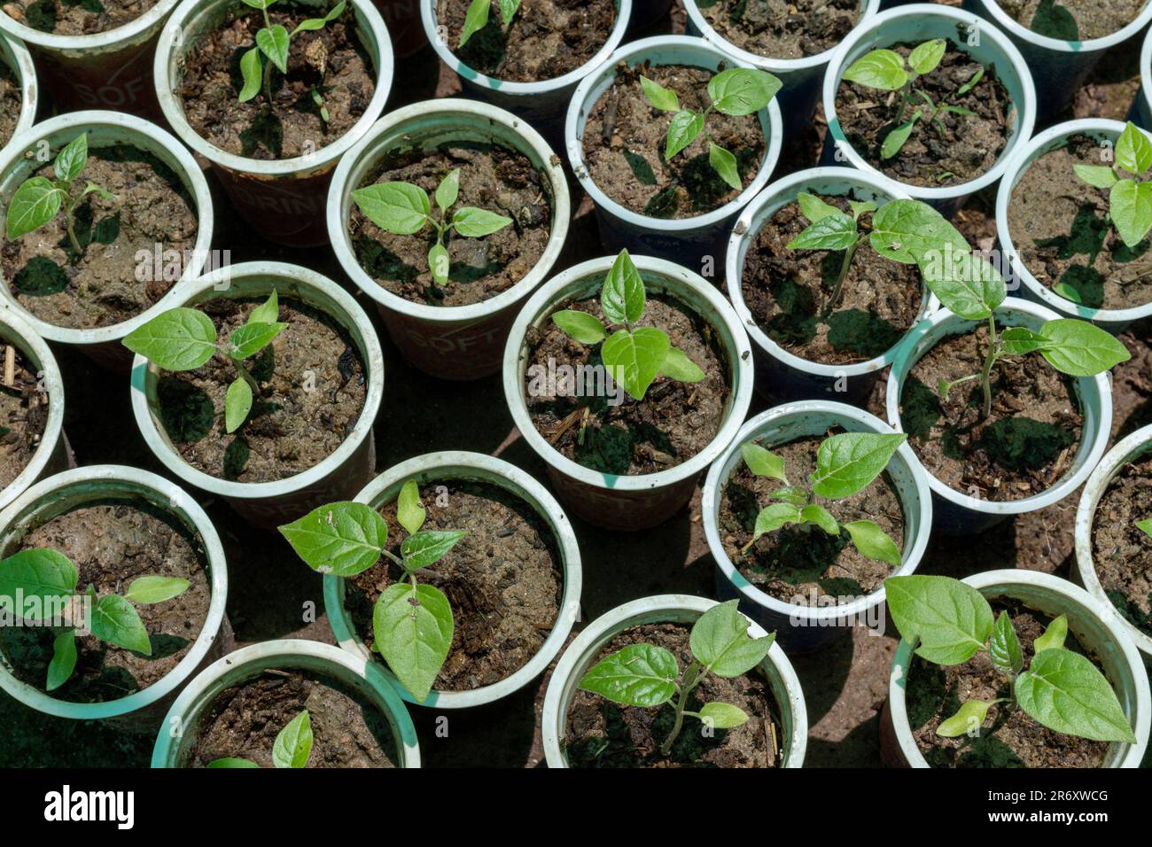 Close up of a Tamarillos tomatoes tree seedlings Stock Photo - Alamy