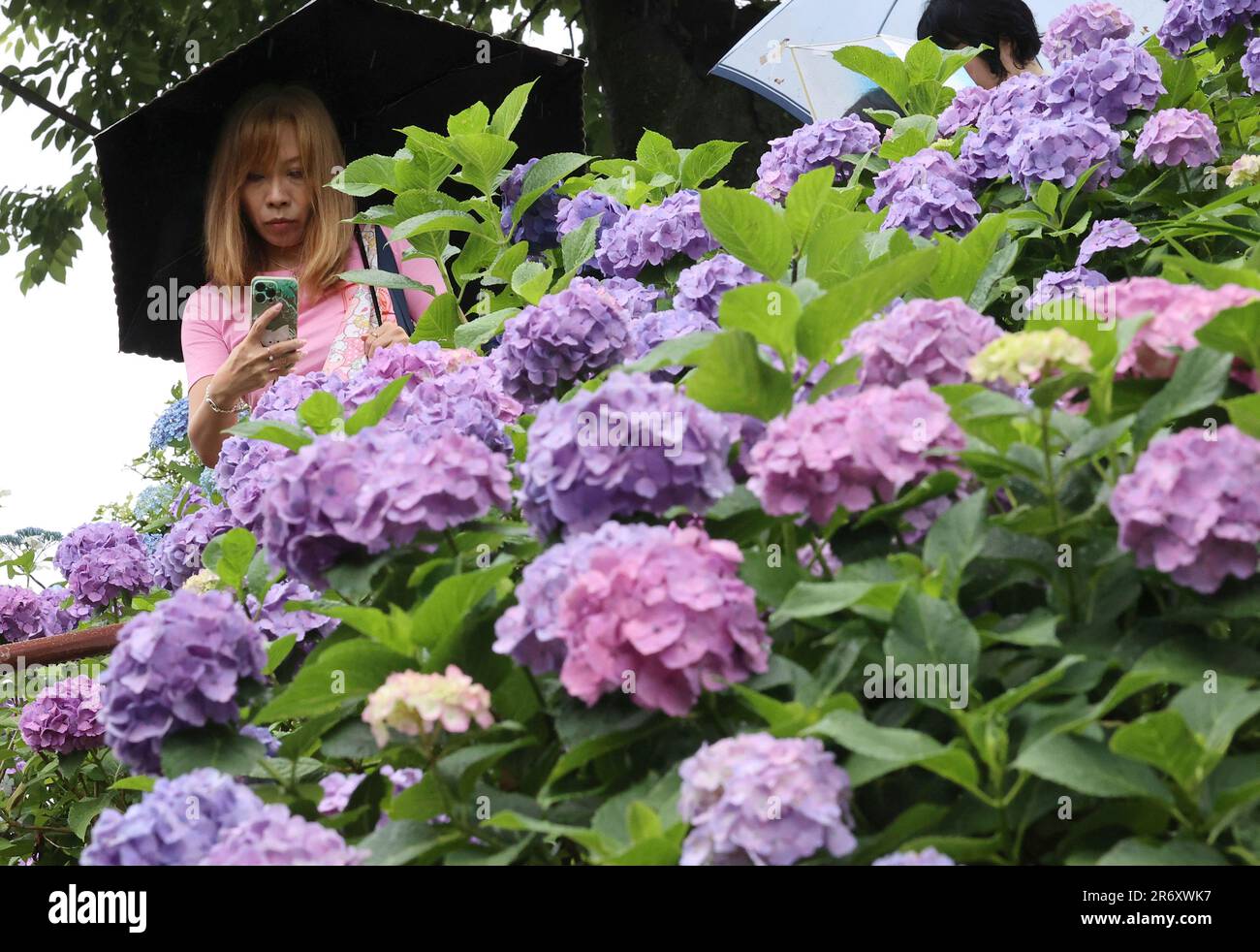Hydrangea macrophylla are seen at a shrine in Bunkyo Ward, Tokyo on ...