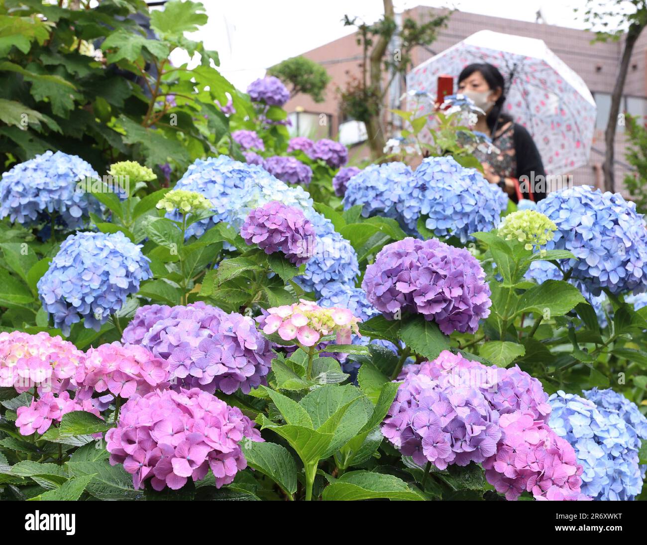 Hydrangea macrophylla are seen at a shrine in Bunkyo Ward, Tokyo on ...