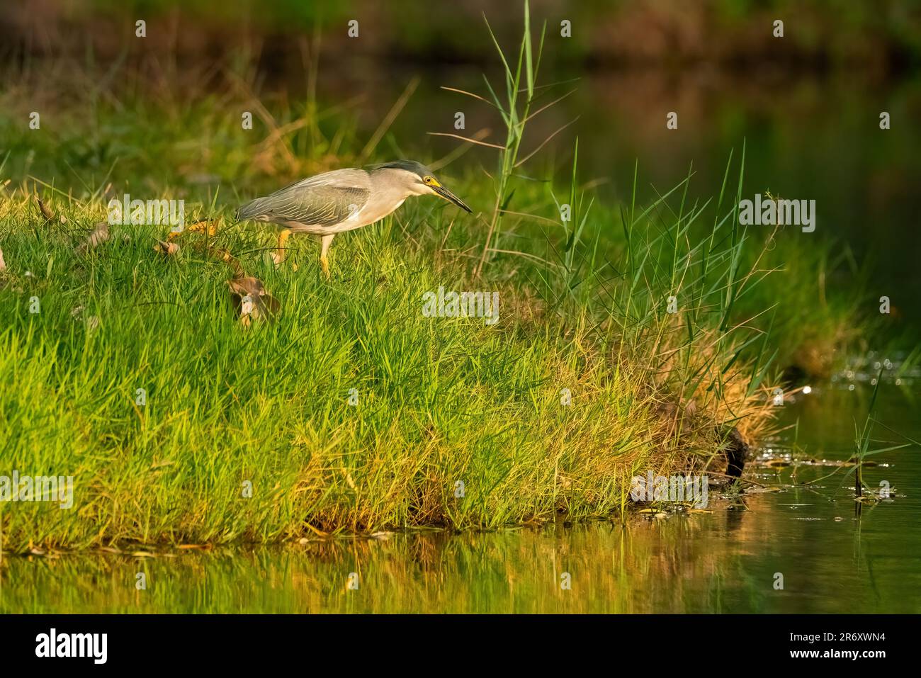 Little heron walking on grass field to swamp Stock Photo - Alamy