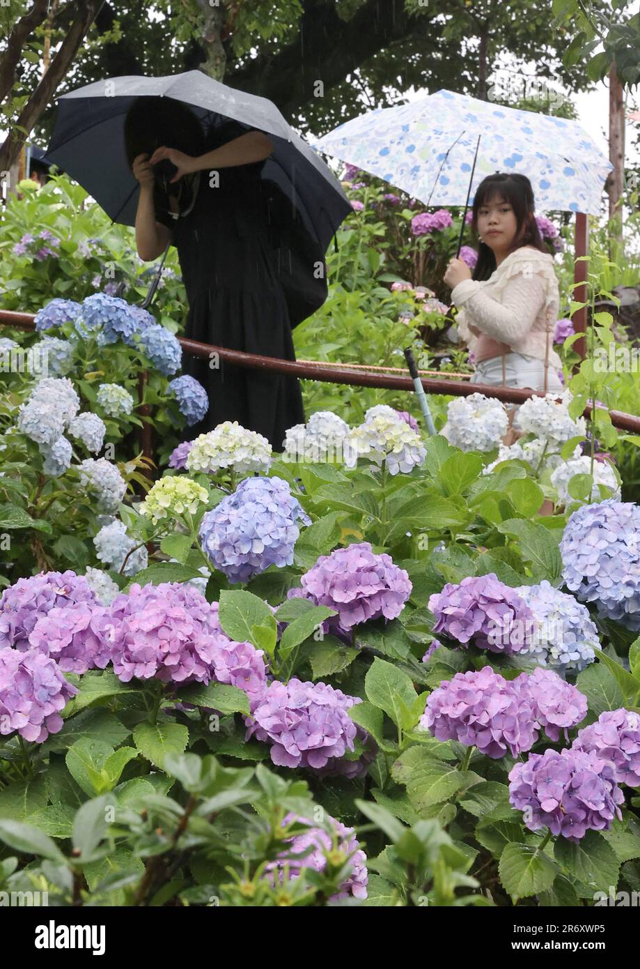Hydrangea macrophylla are seen at a shrine in Bunkyo Ward, Tokyo on ...