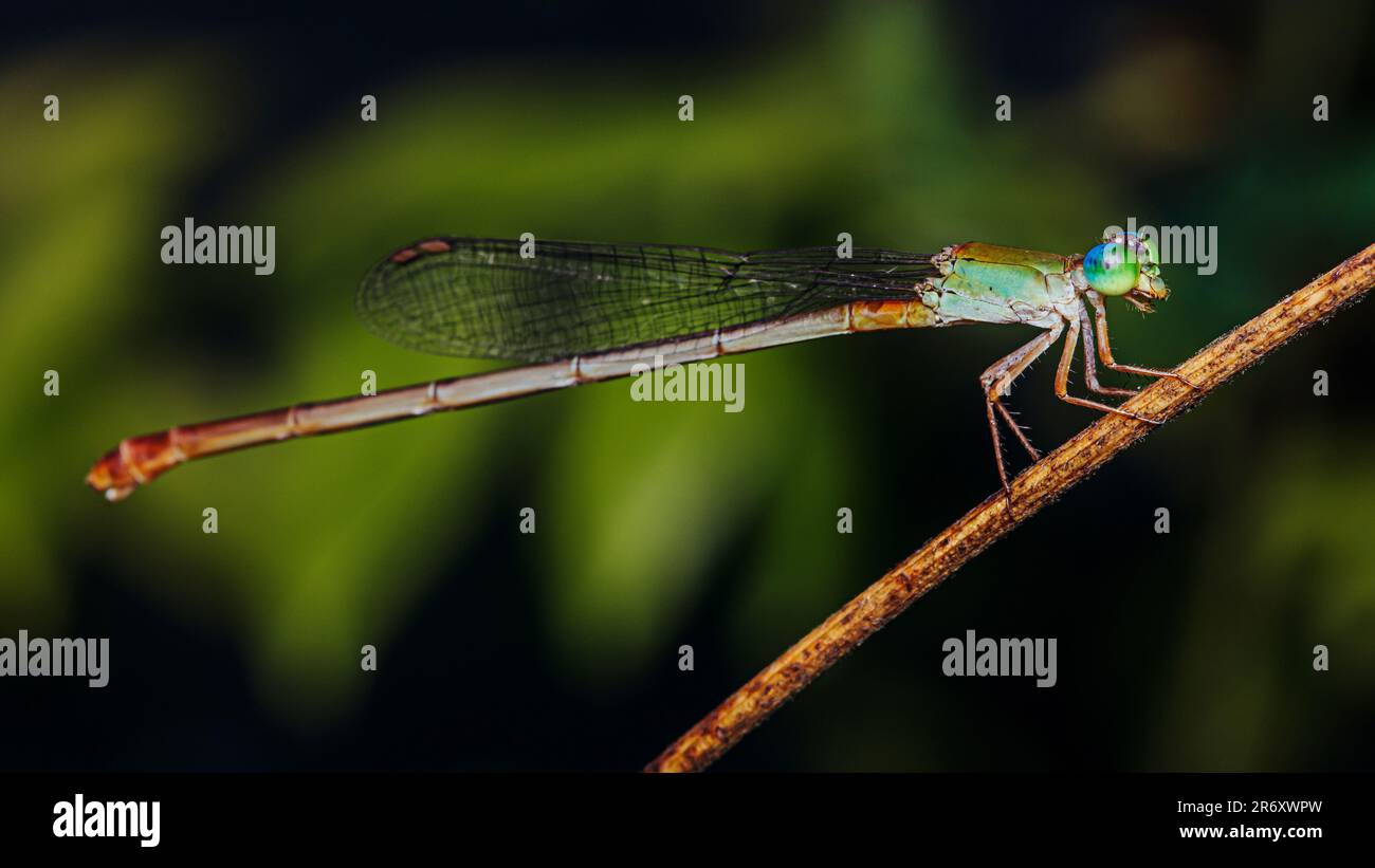 A colorfull damselfly perched on a tree branch and nature background ...