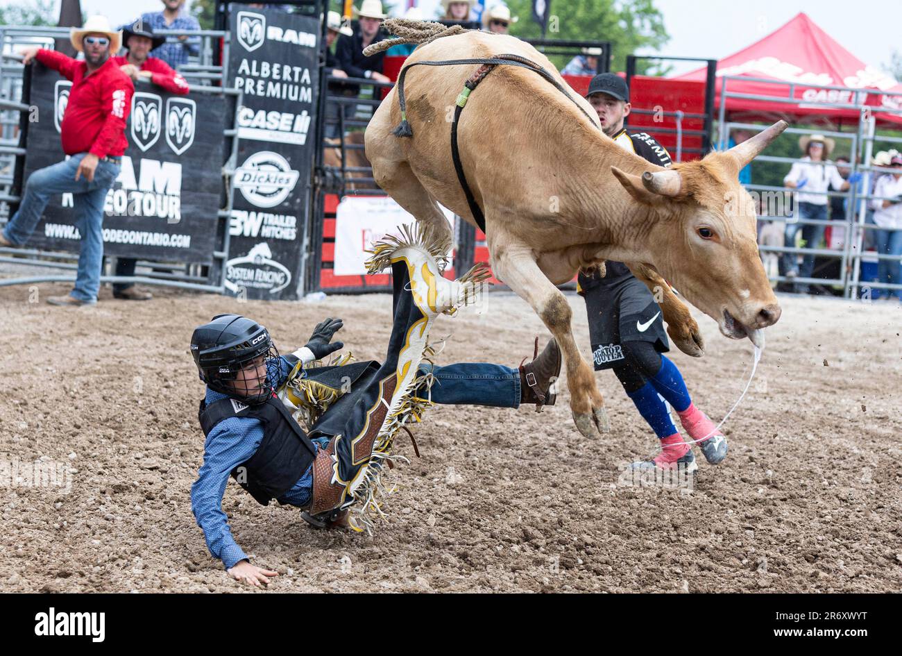 Milton, Canada. 11th June, 2023. A cowboy falls from his bull during ...