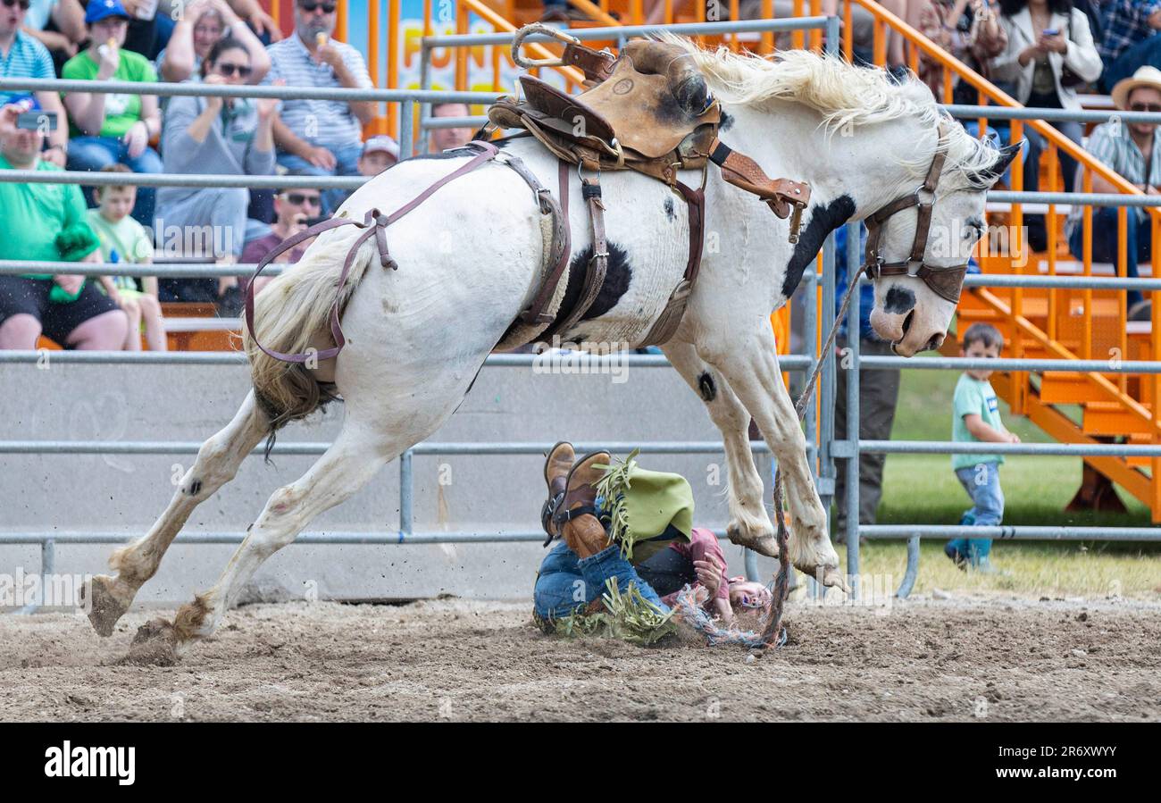 Milton horse hi-res stock photography and images - Alamy