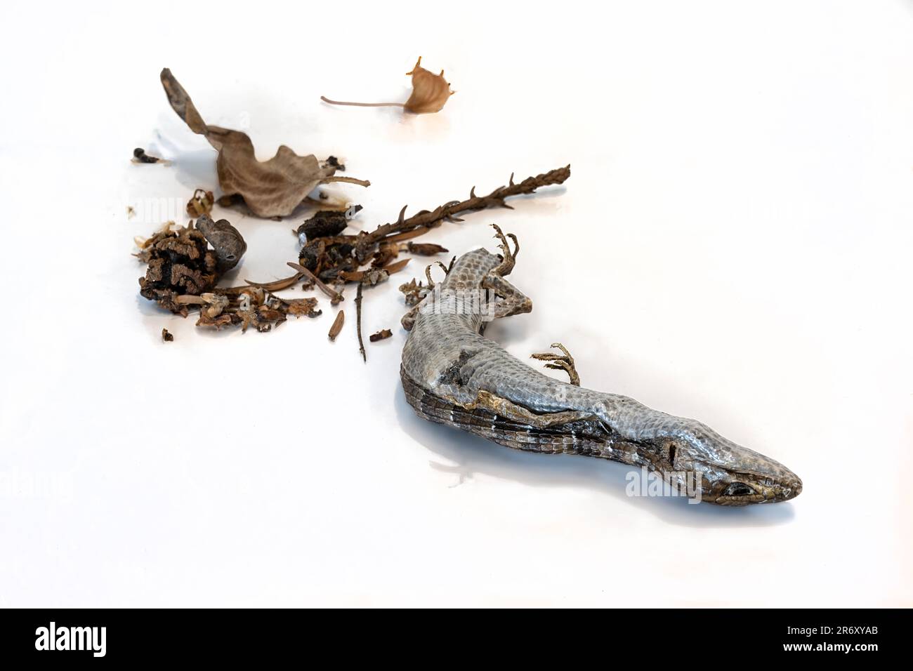 Skin transformation hi-res stock photography and images - Alamy