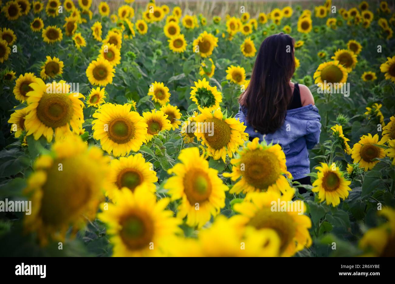 Ensaio fotográfico no campo de Girassóis, região do PAD/DF - Brasília - Brasil Stock Photo - Alamy