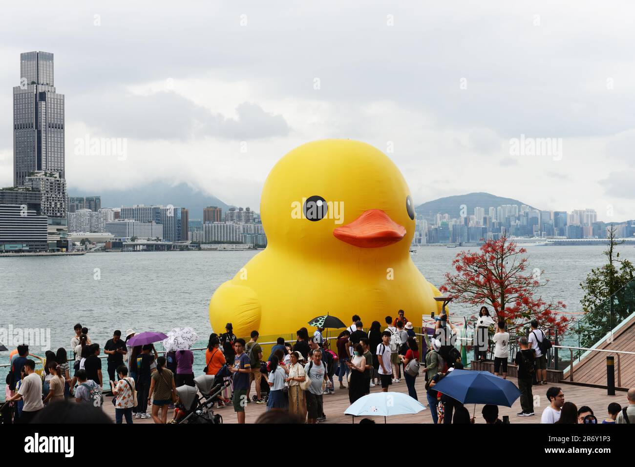 The Rubber Duck by Florentijn Hofman returns to Hong Kong Stock Photo ...