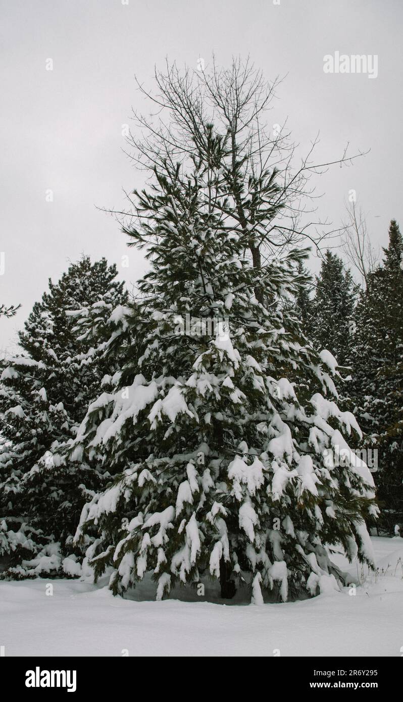 Conifer tree covered in snow on a cloud covered day in the Bruce ...