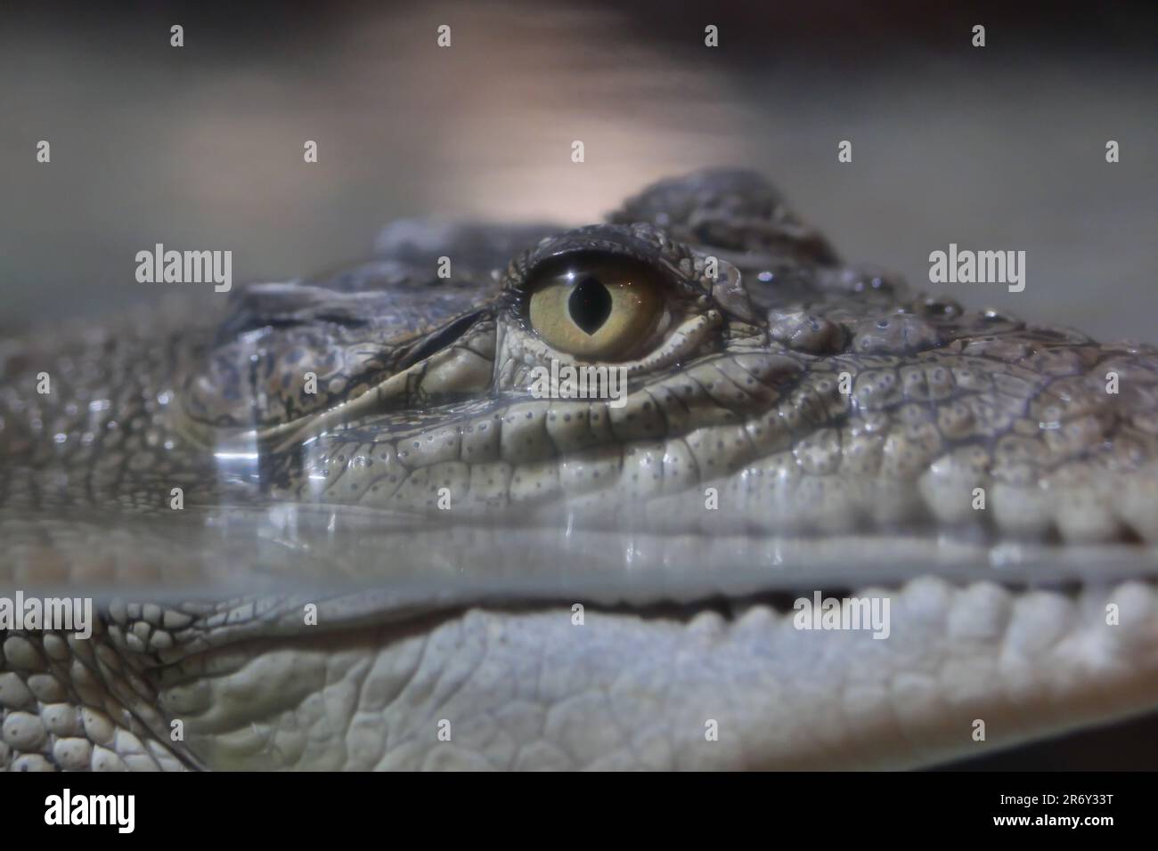Saltwater crocodile head shot hi-res stock photography and images - Alamy
