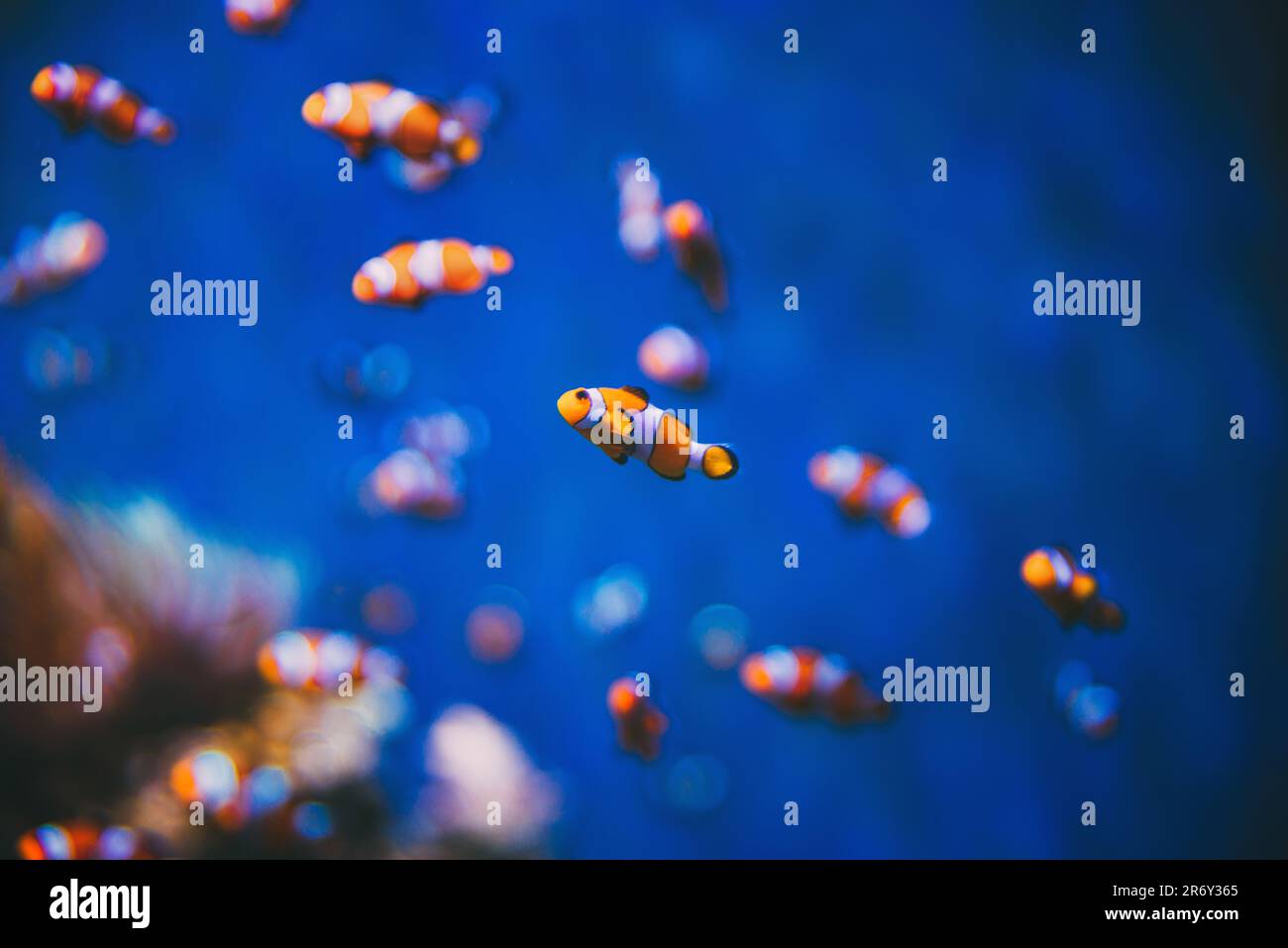 Clown fish in the ocean Stock Photo - Alamy