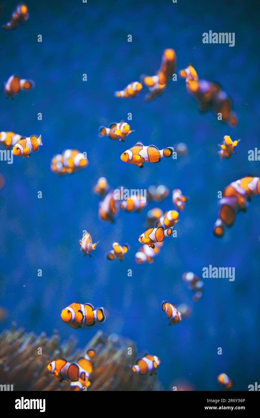 Goldfish in aquarium vector hi-res stock photography and images - Alamy