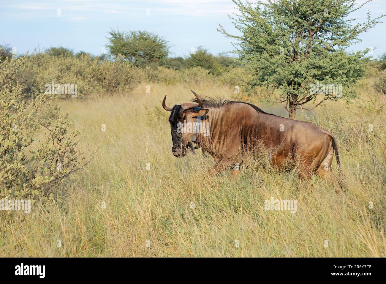 A blue wildebeest (Connochaetes taurinus) fitted with a satellite ...
