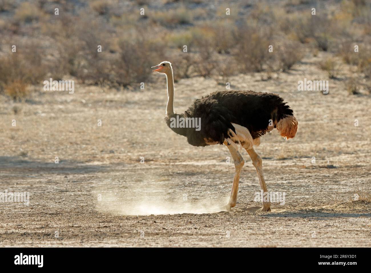 Ostrich Habitat The Decline Of Ostrich Population: Unveiling