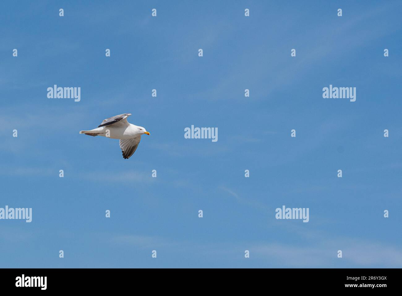 Many seagulls flying hi-res stock photography and images - Alamy