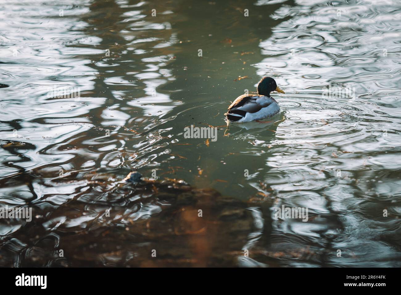 Ducks in the water Stock Photo - Alamy