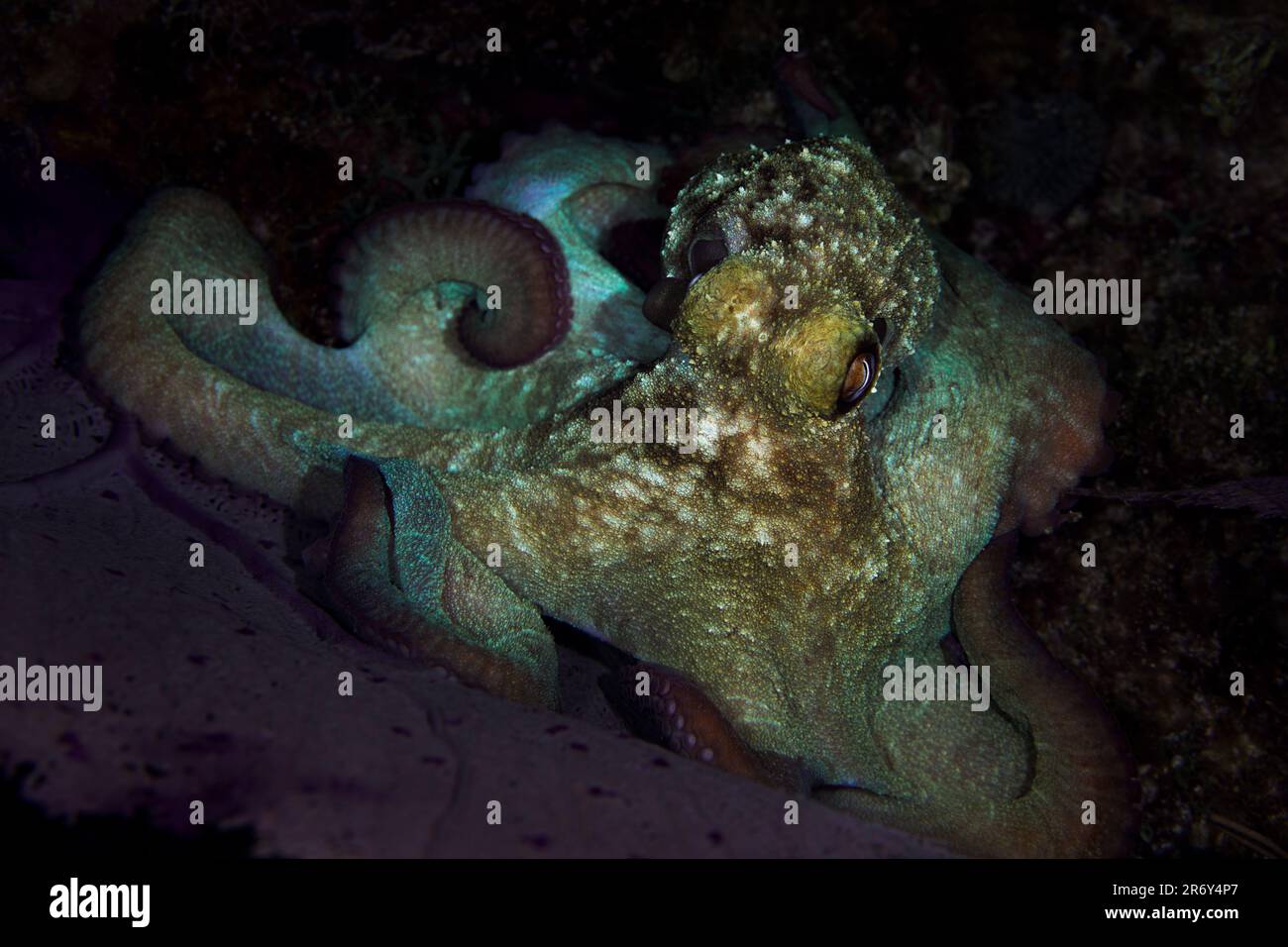 A Common Octopus hunting at night in the clear waters of the Belize ...
