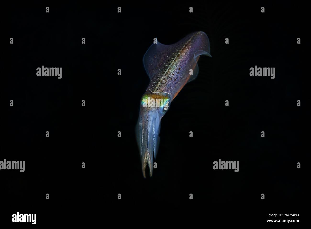 Squid with black background showing vibrant and colorful patterns Stock ...