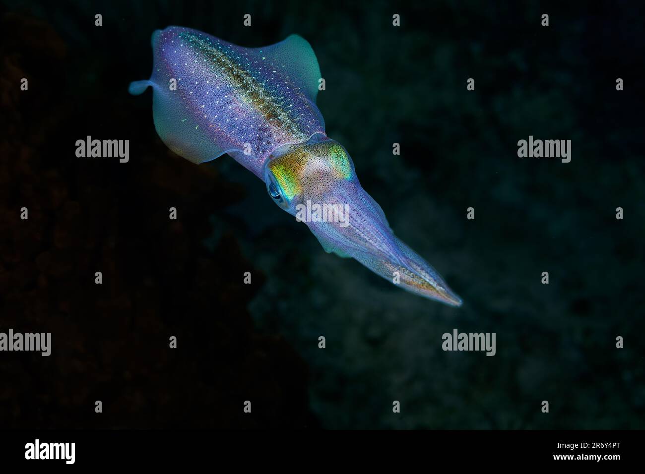 Squid with black background showing vibrant and colorful patterns Stock ...