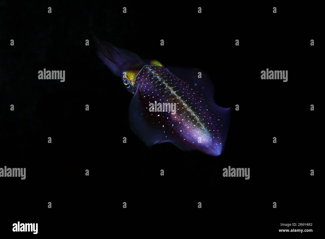 Squid with black background showing vibrant and colorful patterns Stock ...