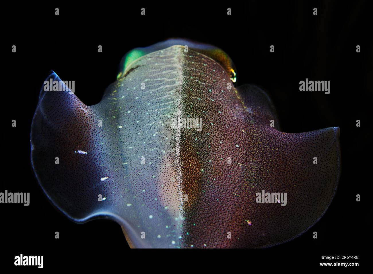 Squid with black background showing vibrant and colorful patterns Stock ...