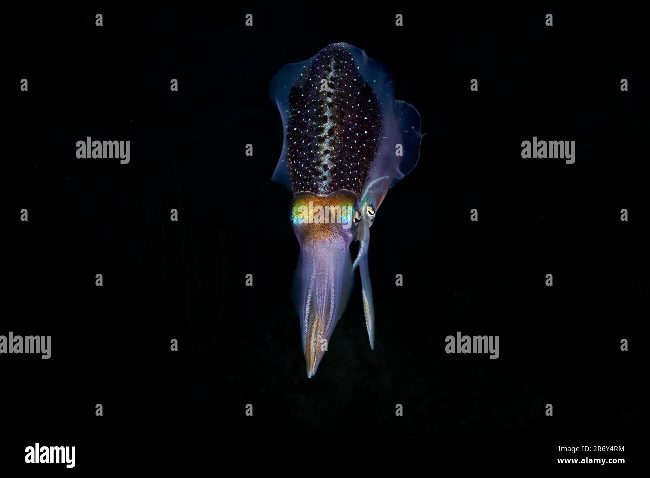 Squid with black background showing vibrant and colorful patterns Stock ...