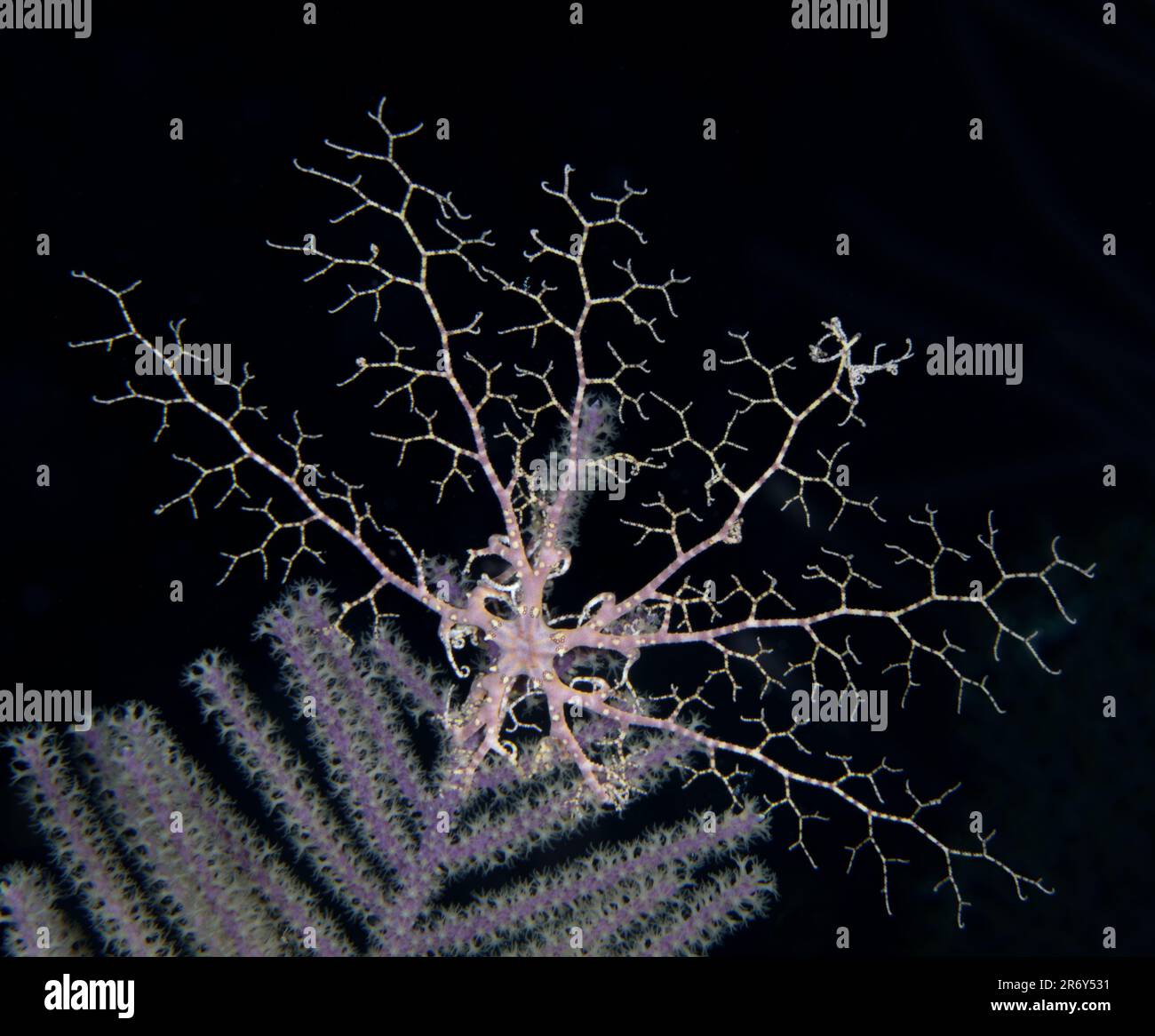 A small Basket Star hunts at night by stretching its arms out to catch ...