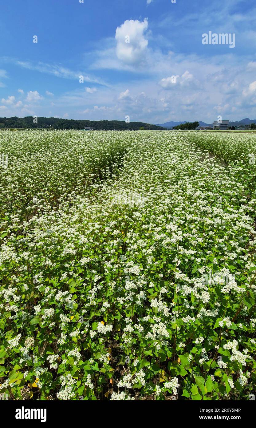12th June, 2023. Buckwheat flowers A fully grown buckwheat field is ...
