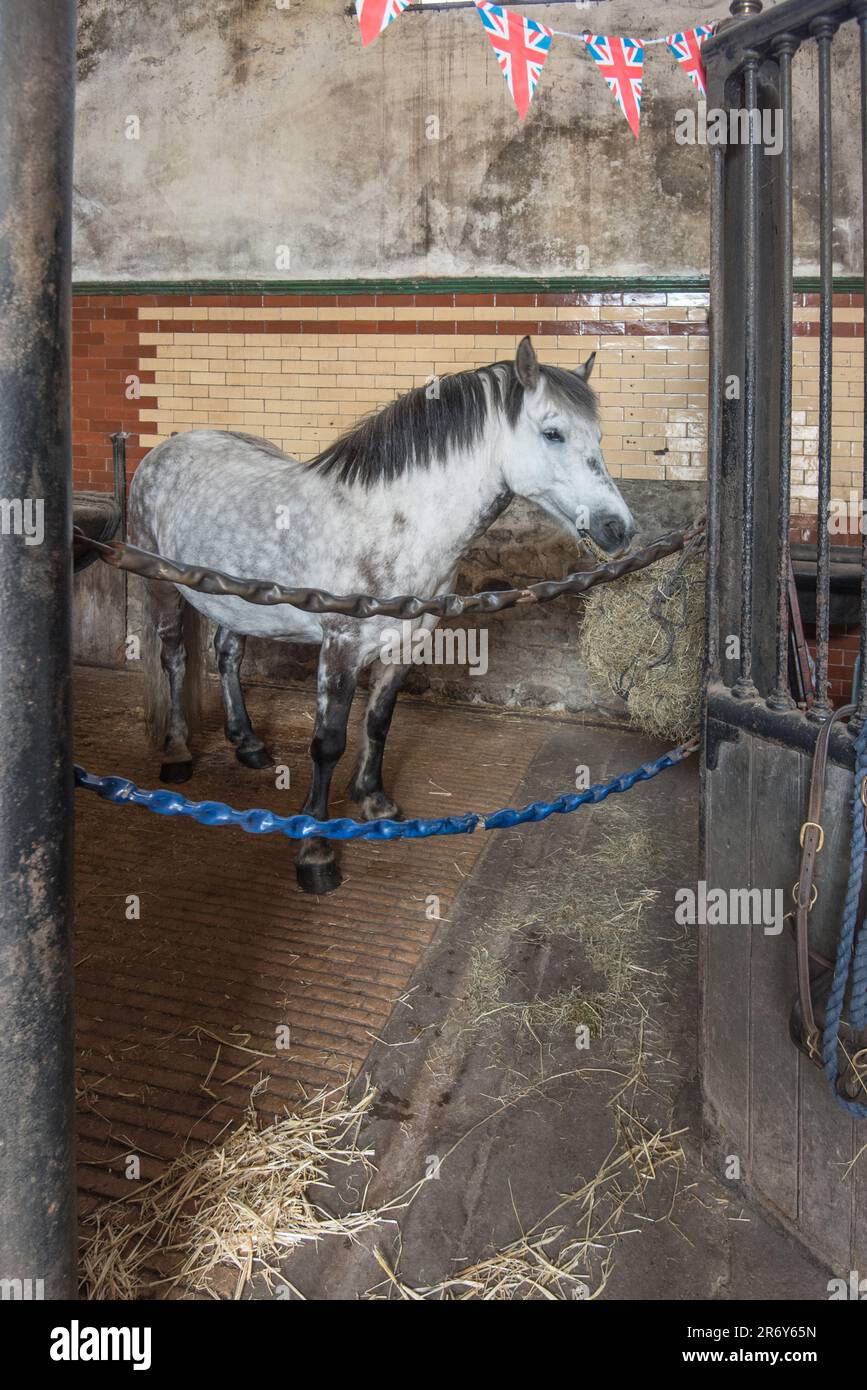 Beautiful dappled grey pony in a fabulous old stable at Cappelside Farm ...
