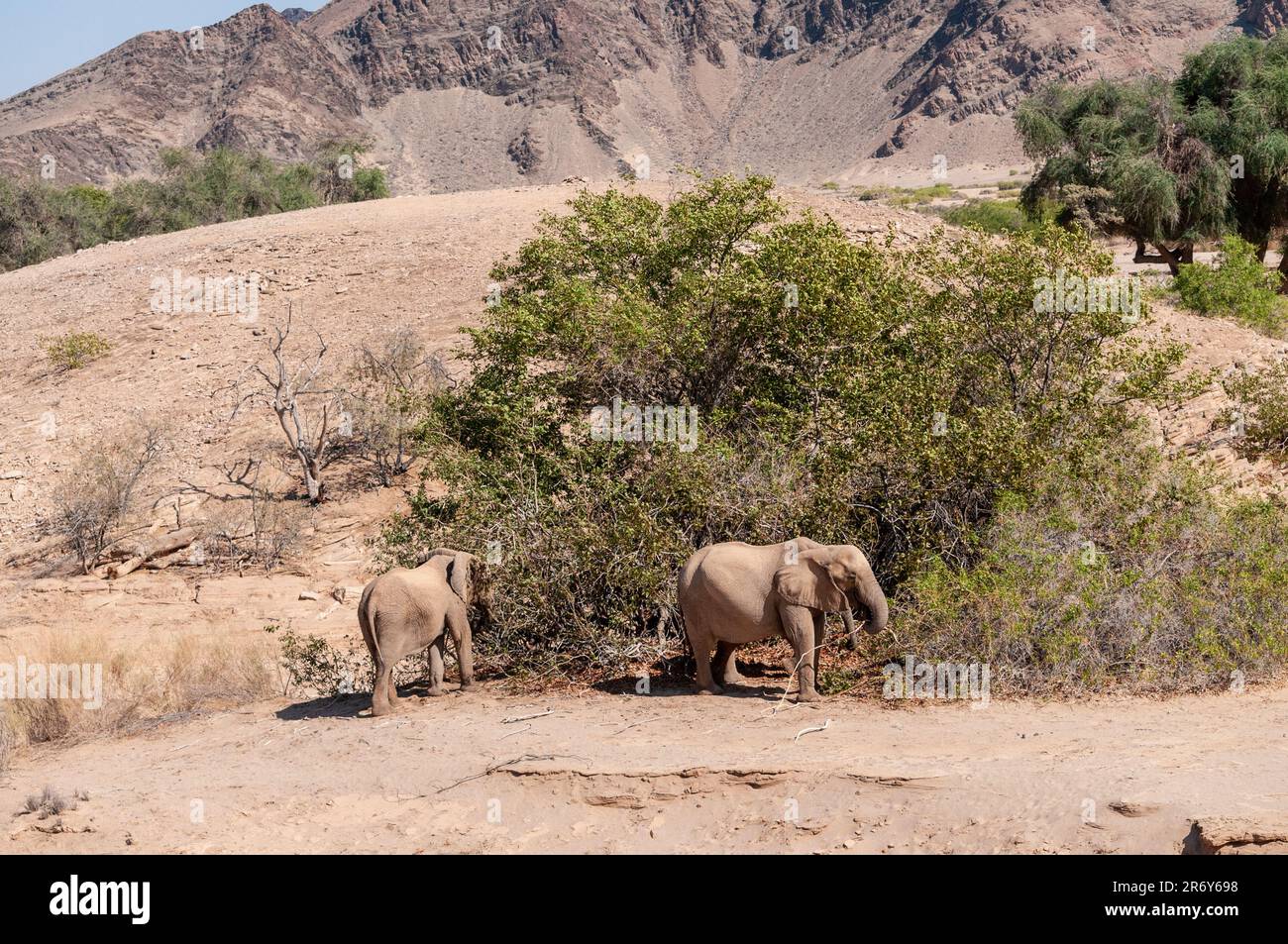 Telephoto shot of two desert elephants in Northern Namibia Stock Photo ...