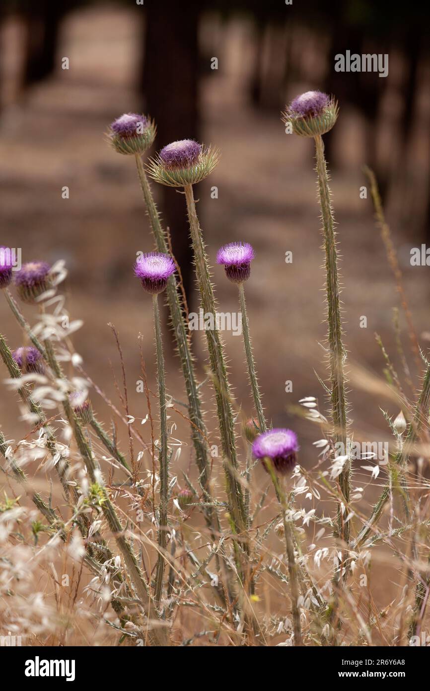 Spring 2023 hi-res stock photography and images - Alamy