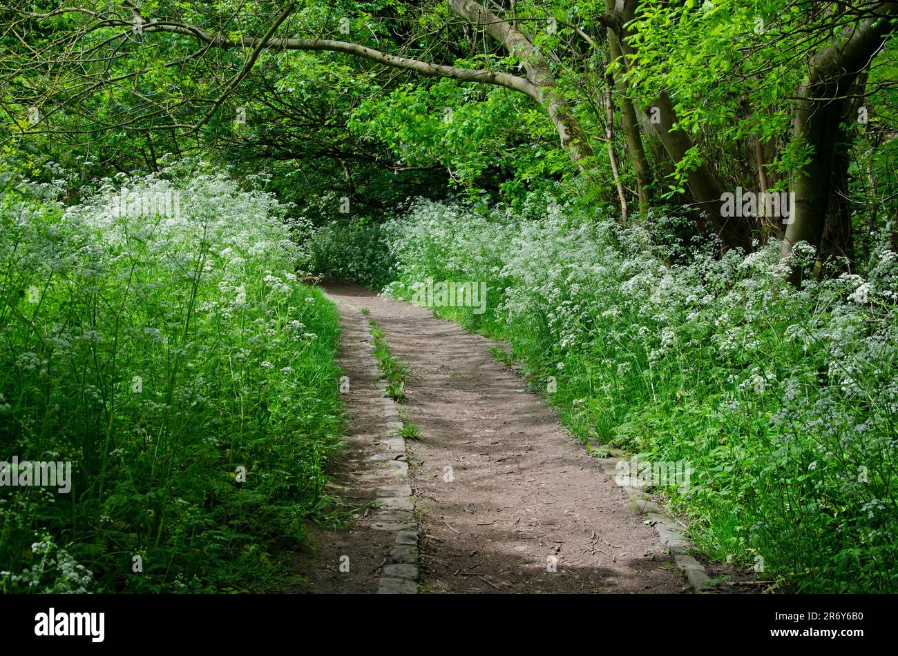 Woodland footpath with cow parsley shrub borders Stock Photo - Alamy