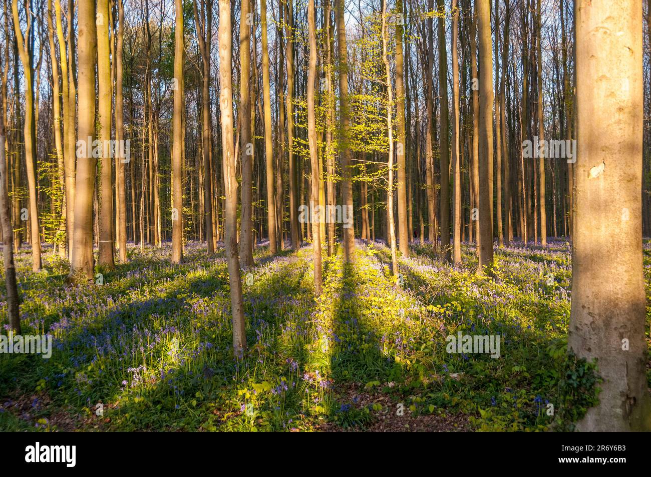 The rising sun illumingating a flowerbed of bluebells in the Hallerbos ...