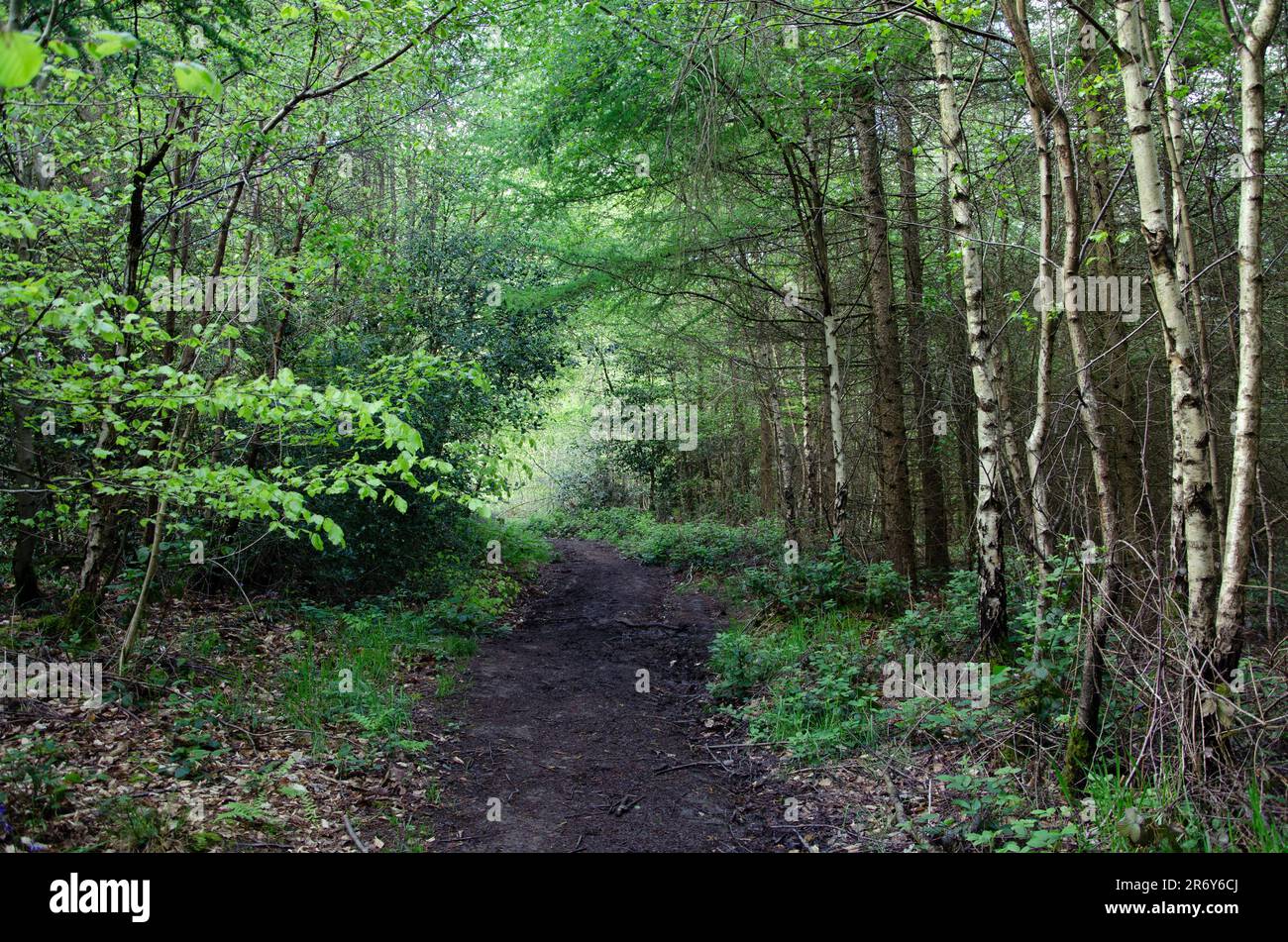 Woodland footpath with birch trees and shrubs Stock Photo - Alamy