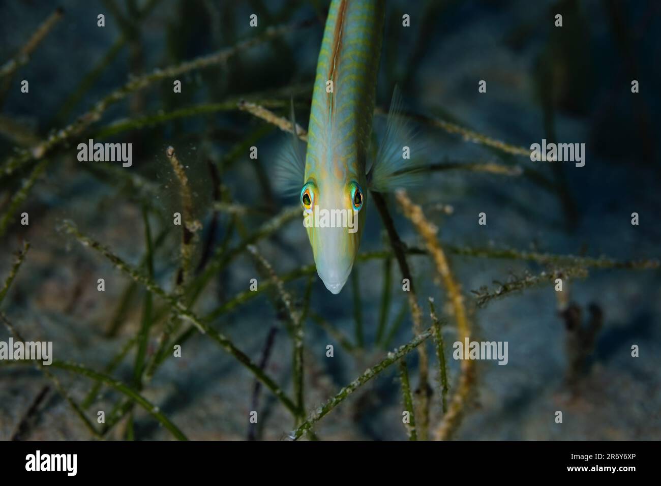 A Green Razor Fish hovers over the sandy atoll floor among the sea ...