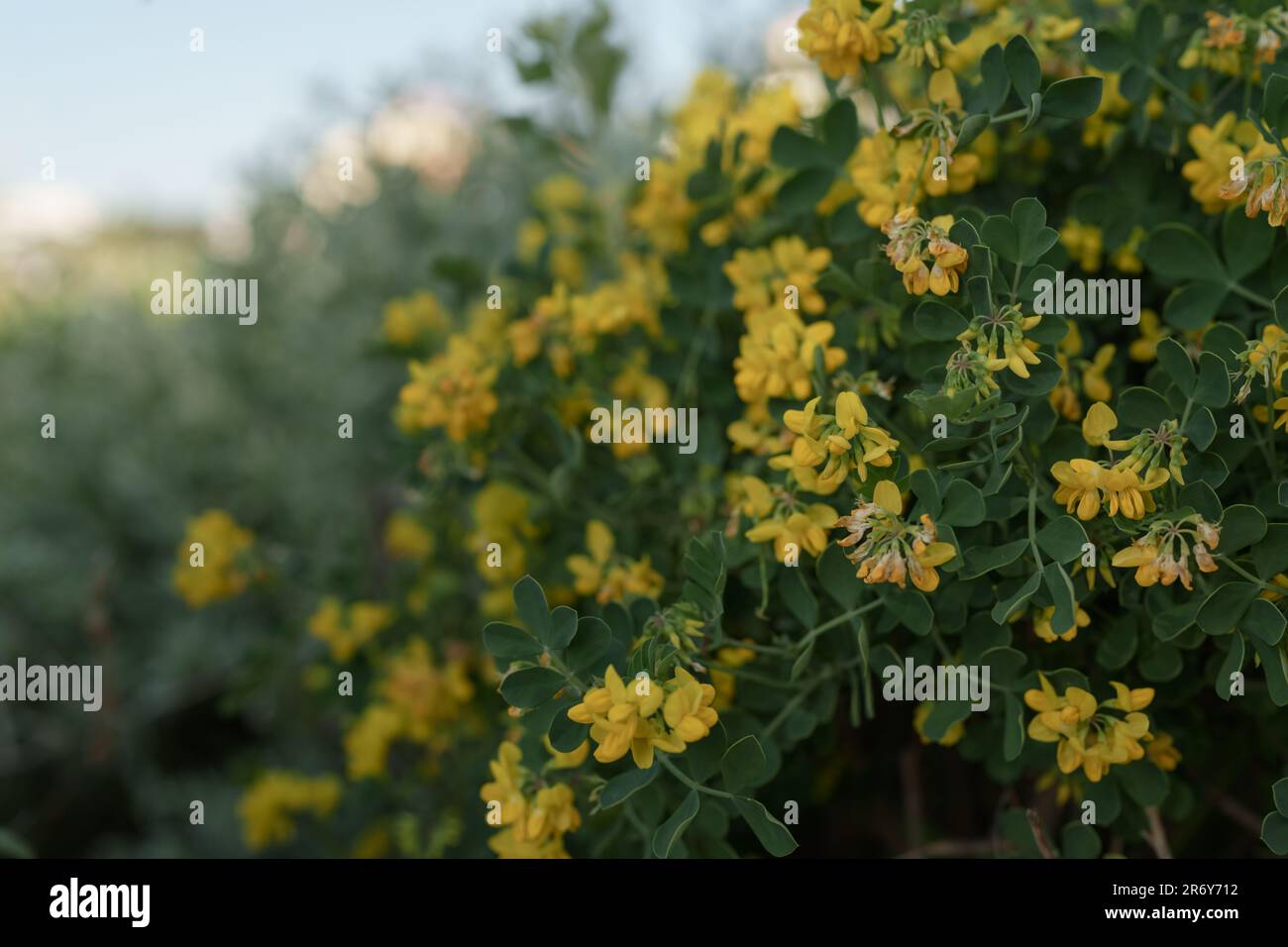Hippocrepis emerus subsp emeroides hi-res stock photography and images ...