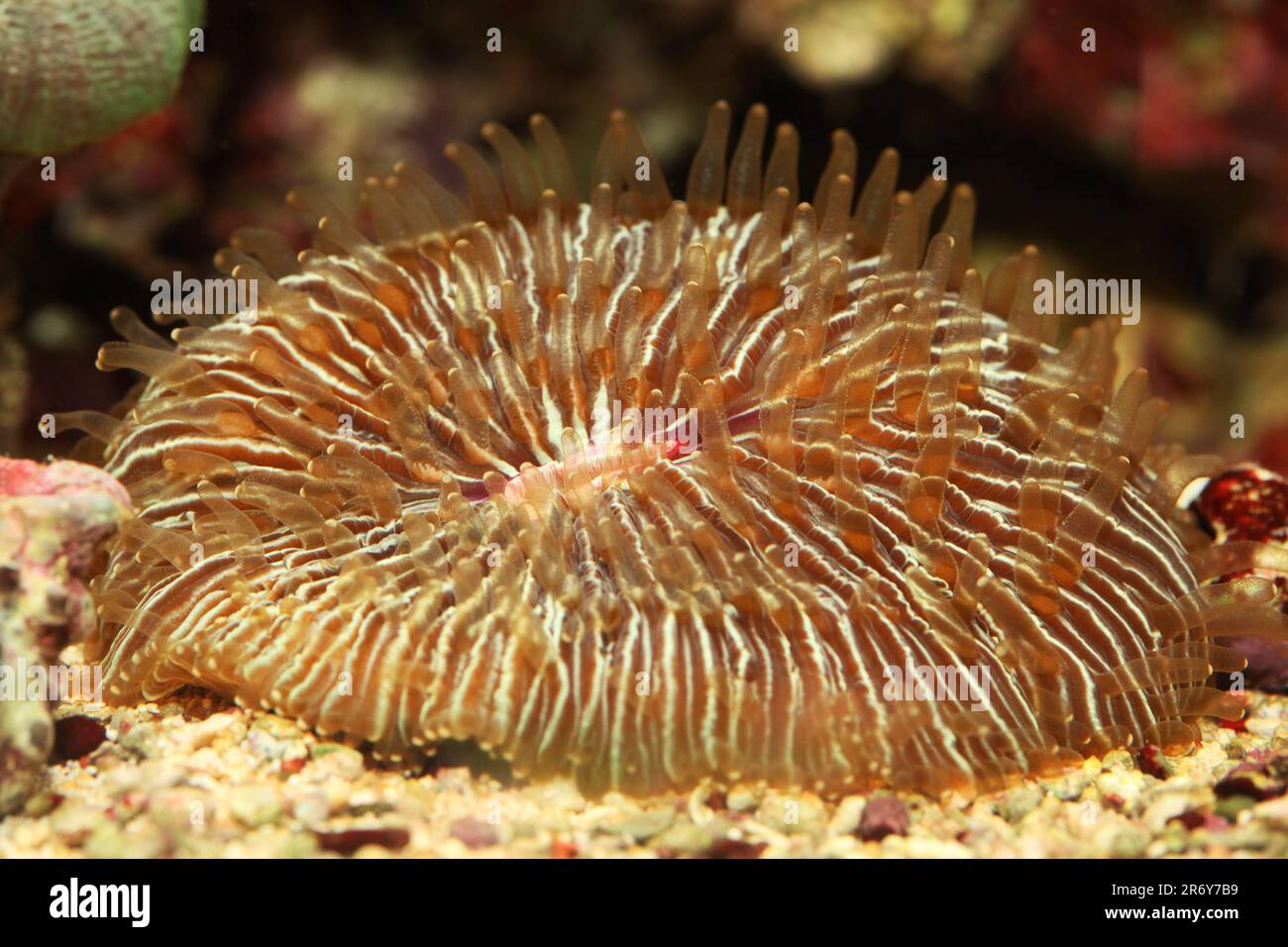 Mushroom coral in marine reef aquarium Stock Photo - Alamy
