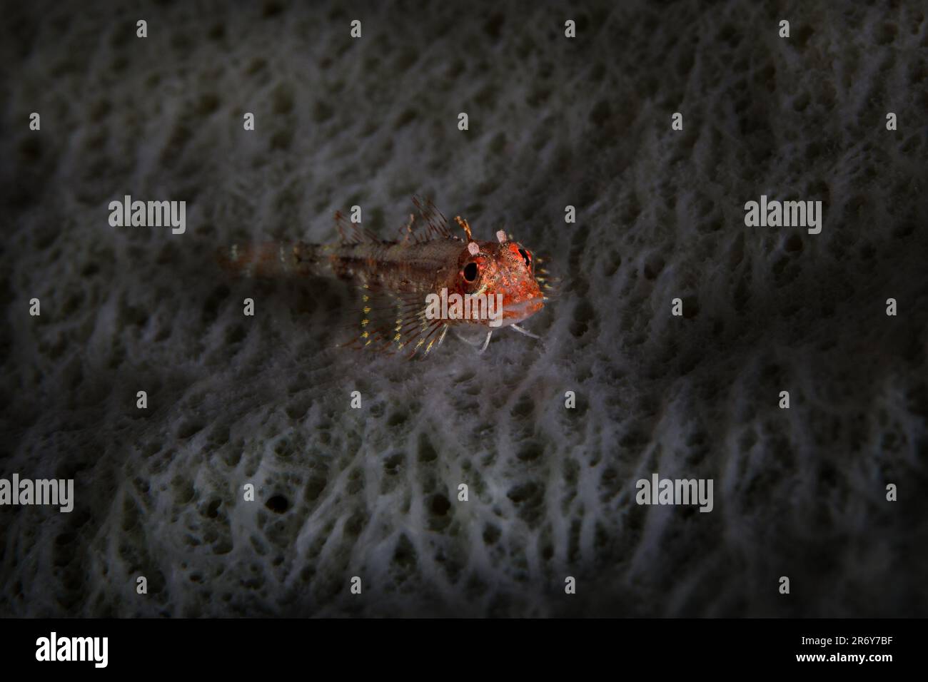 A Triplefin Blenny fish finds safety inside of a sea sponge in the ...
