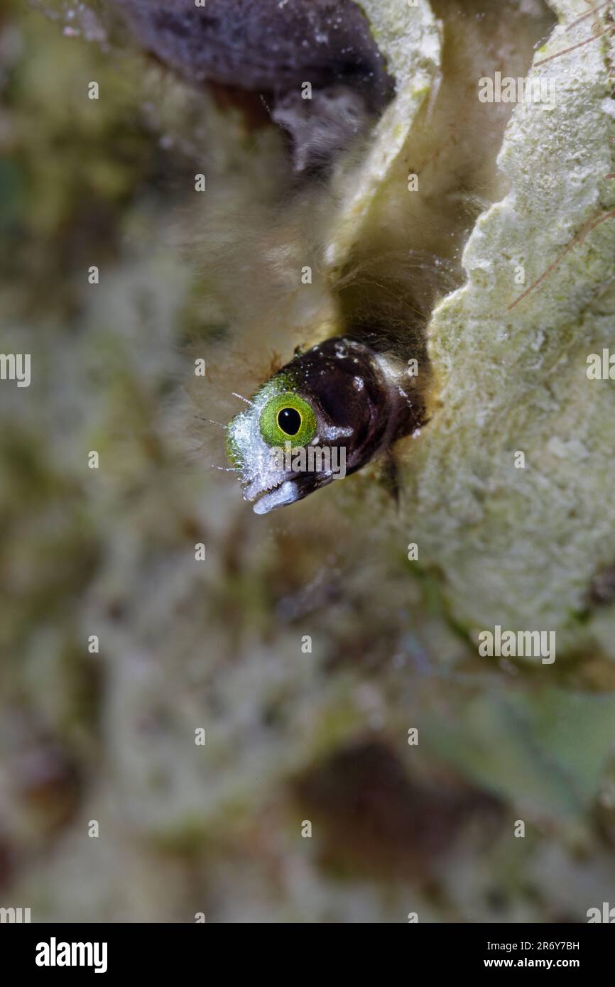A Spinyhead Blenny fish finds safety inside of a hole in the coral ...