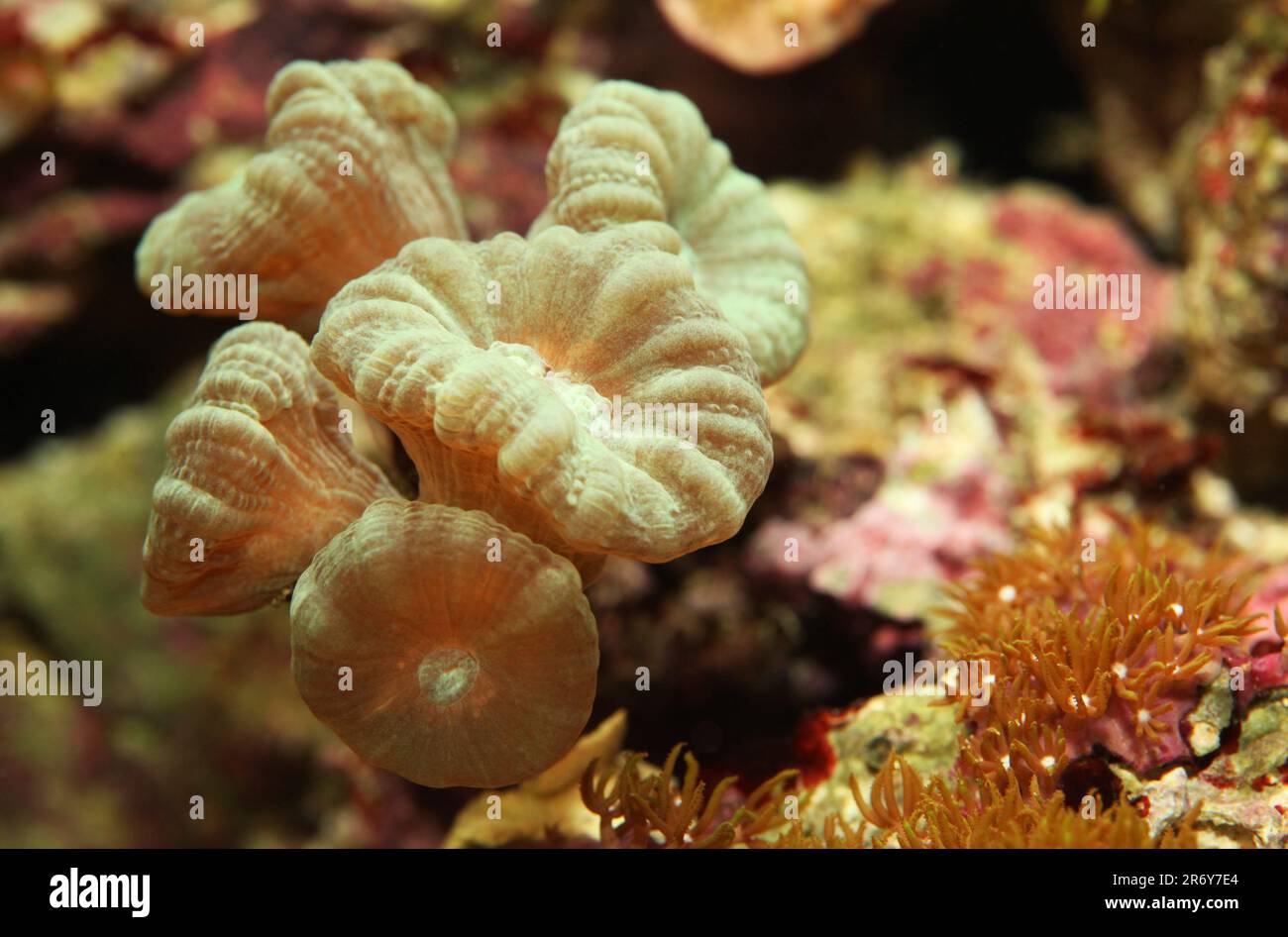 Coral group in marine reef aquarium Stock Photo - Alamy