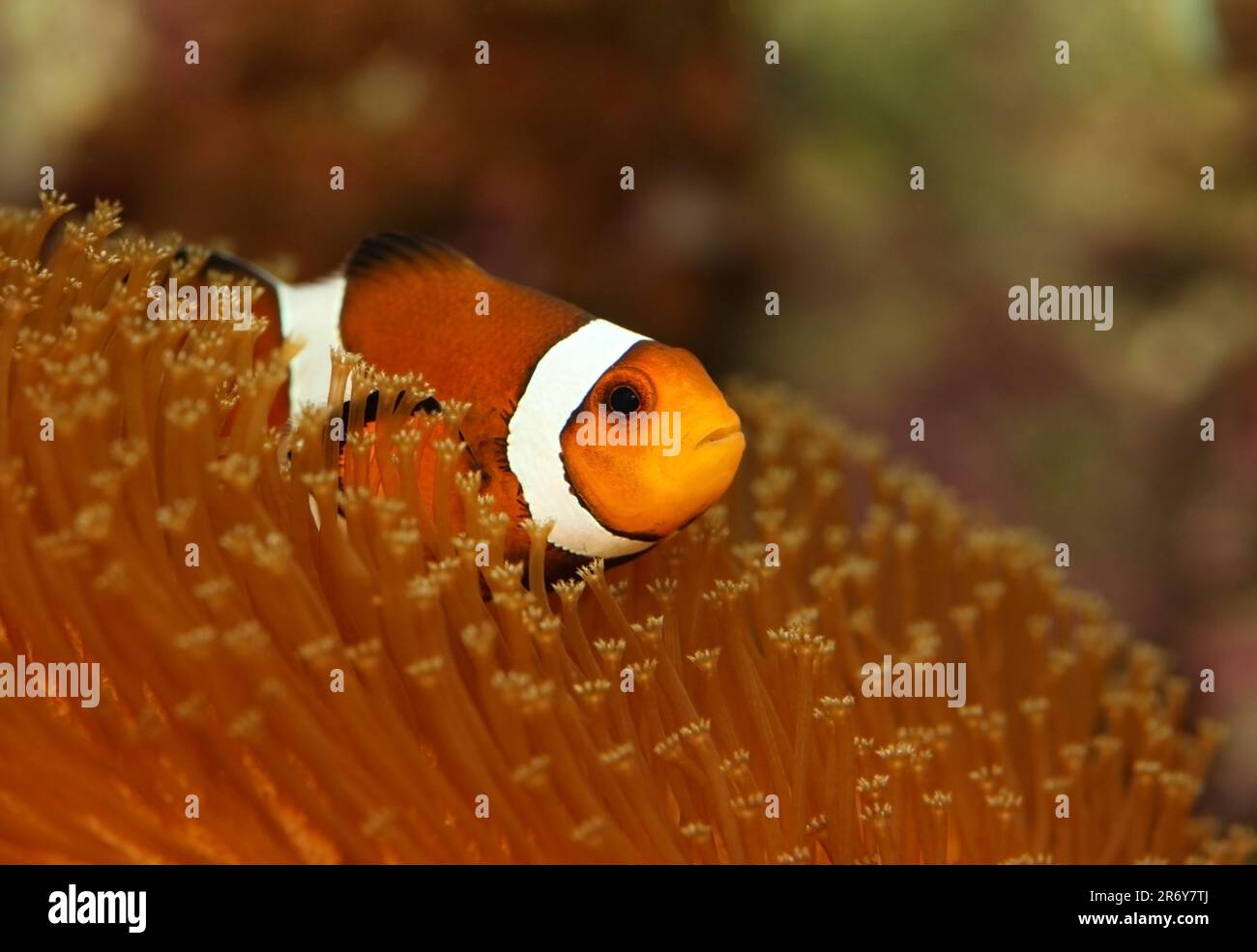 Percula clownfish [ Amphiprion percula ] on Leather coral in marine ...